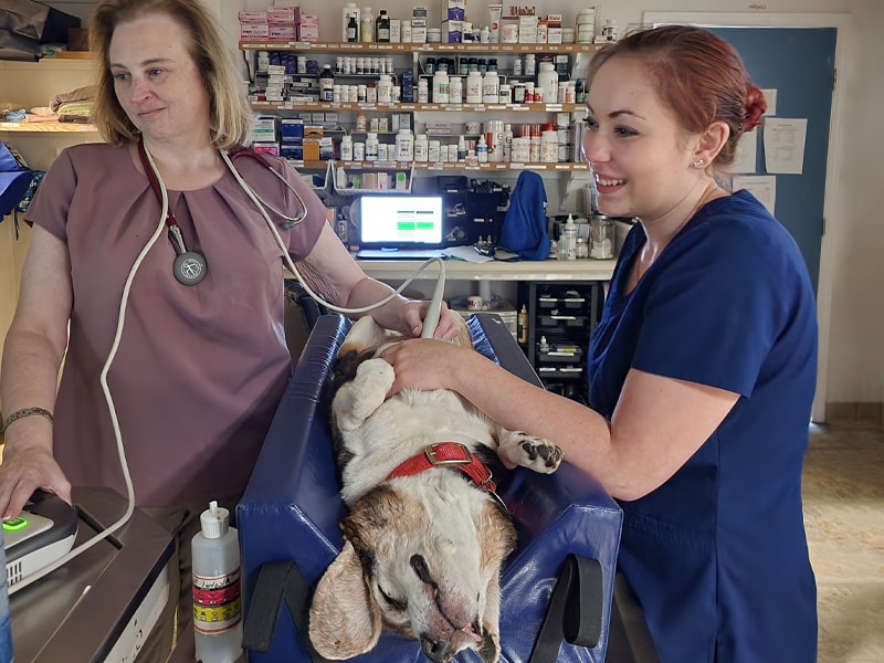 Careers - Vet in Kingston | Tender Touch Animal Hospital